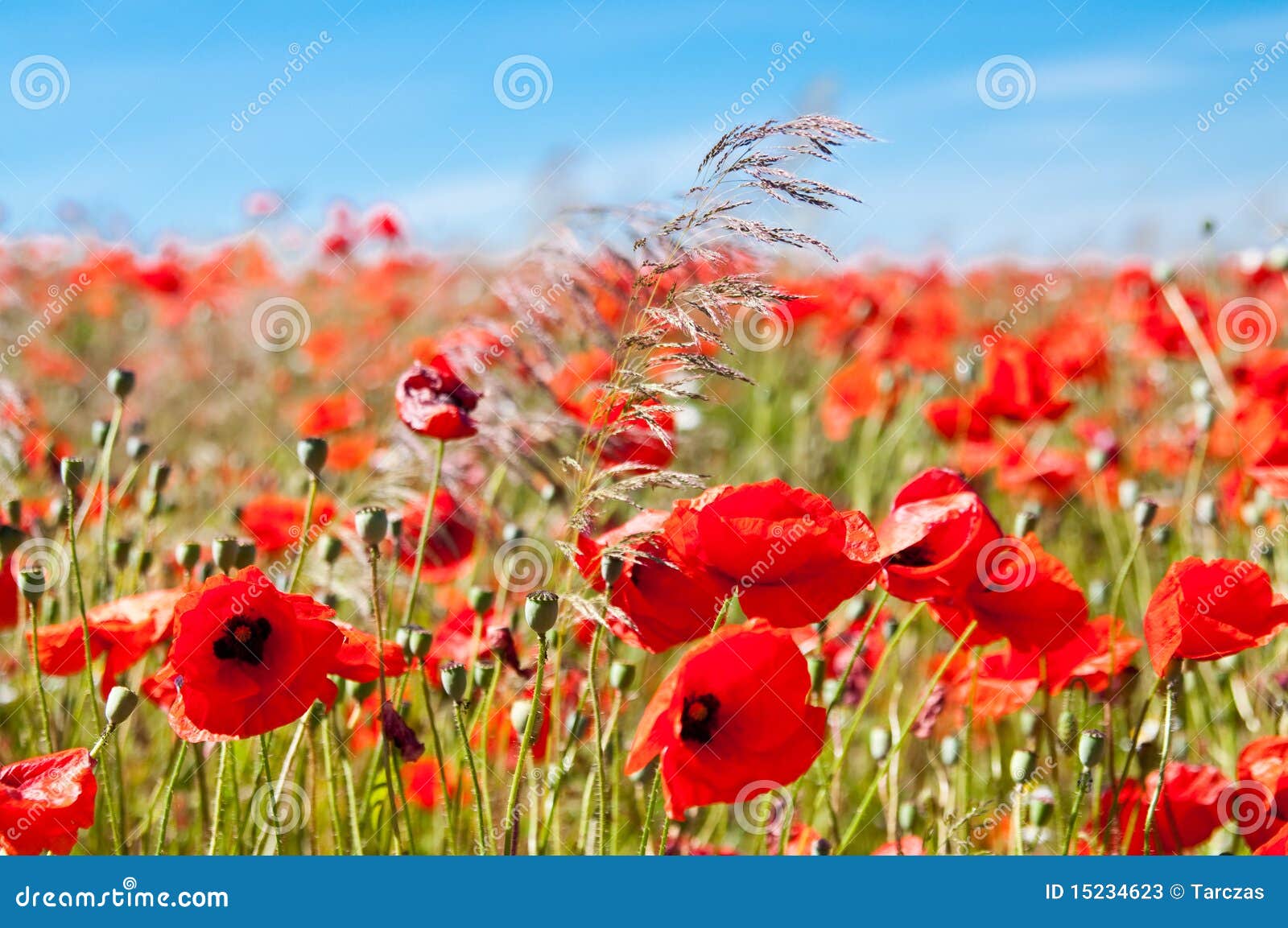 Red poppy field stock image. Image of outside, poppies - 15234623