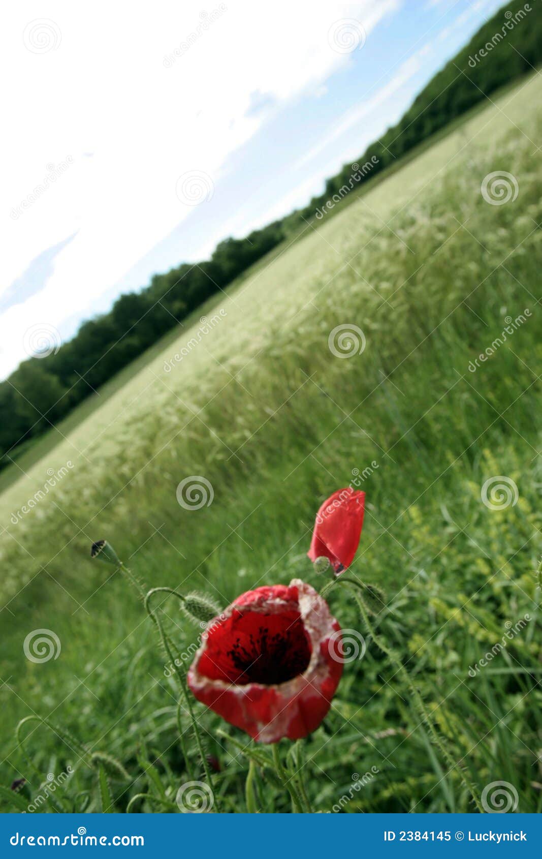 Red poppy in field stock image. Image of papaver, meadow - 2384145