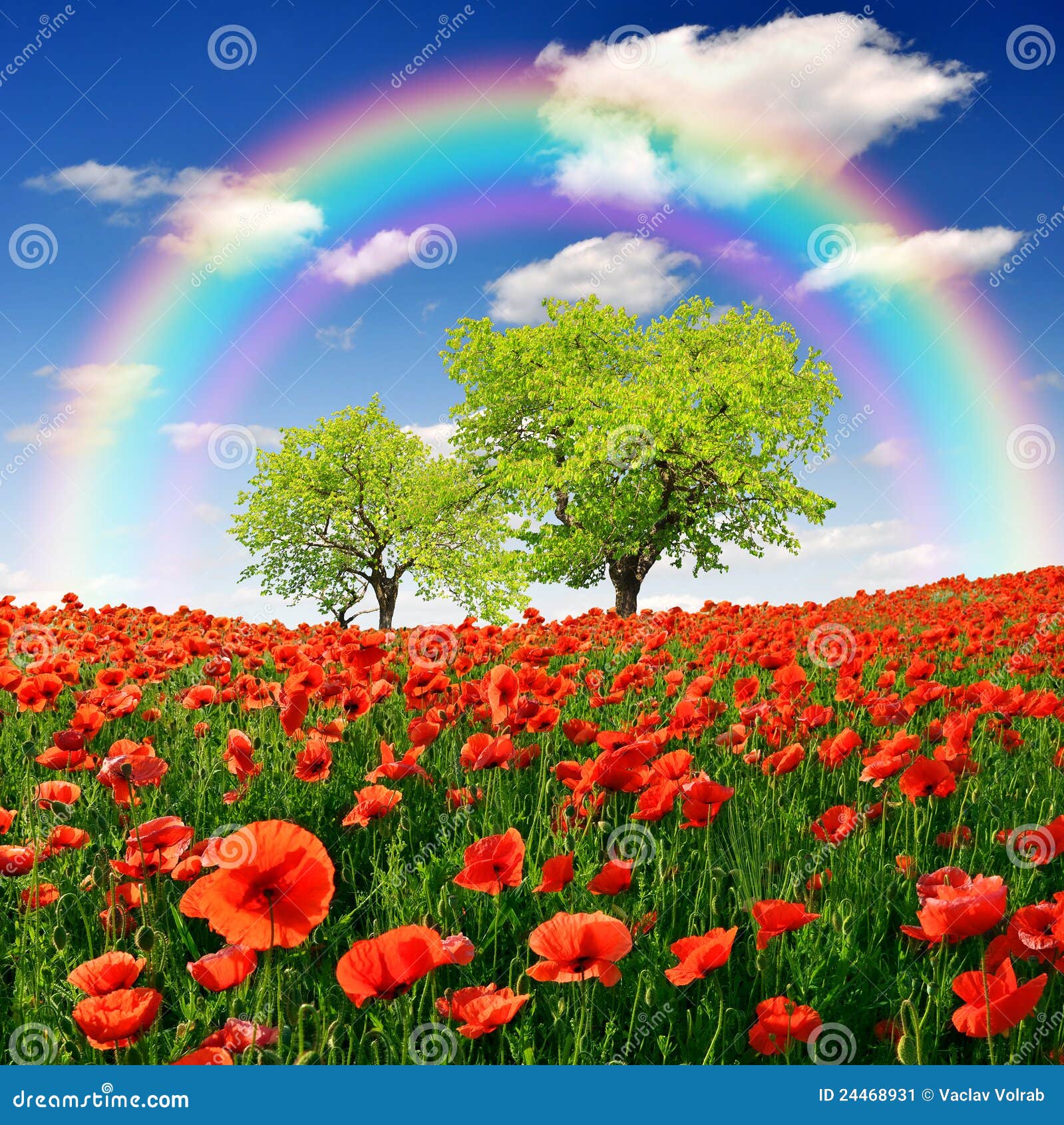 Red poppy field stock image. Image of rural, crops, agriculture - 24468931