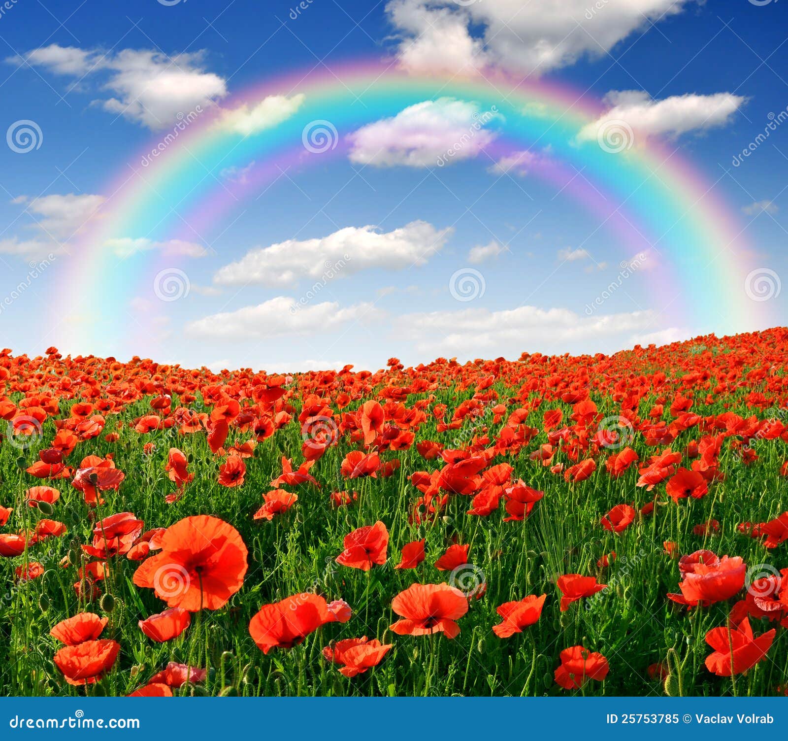 Red poppy field stock image. Image of agriculture, blooming - 25753785