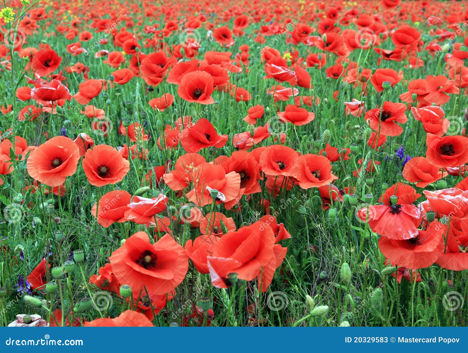 Red poppy field background stock image. Image of summer - 20329583