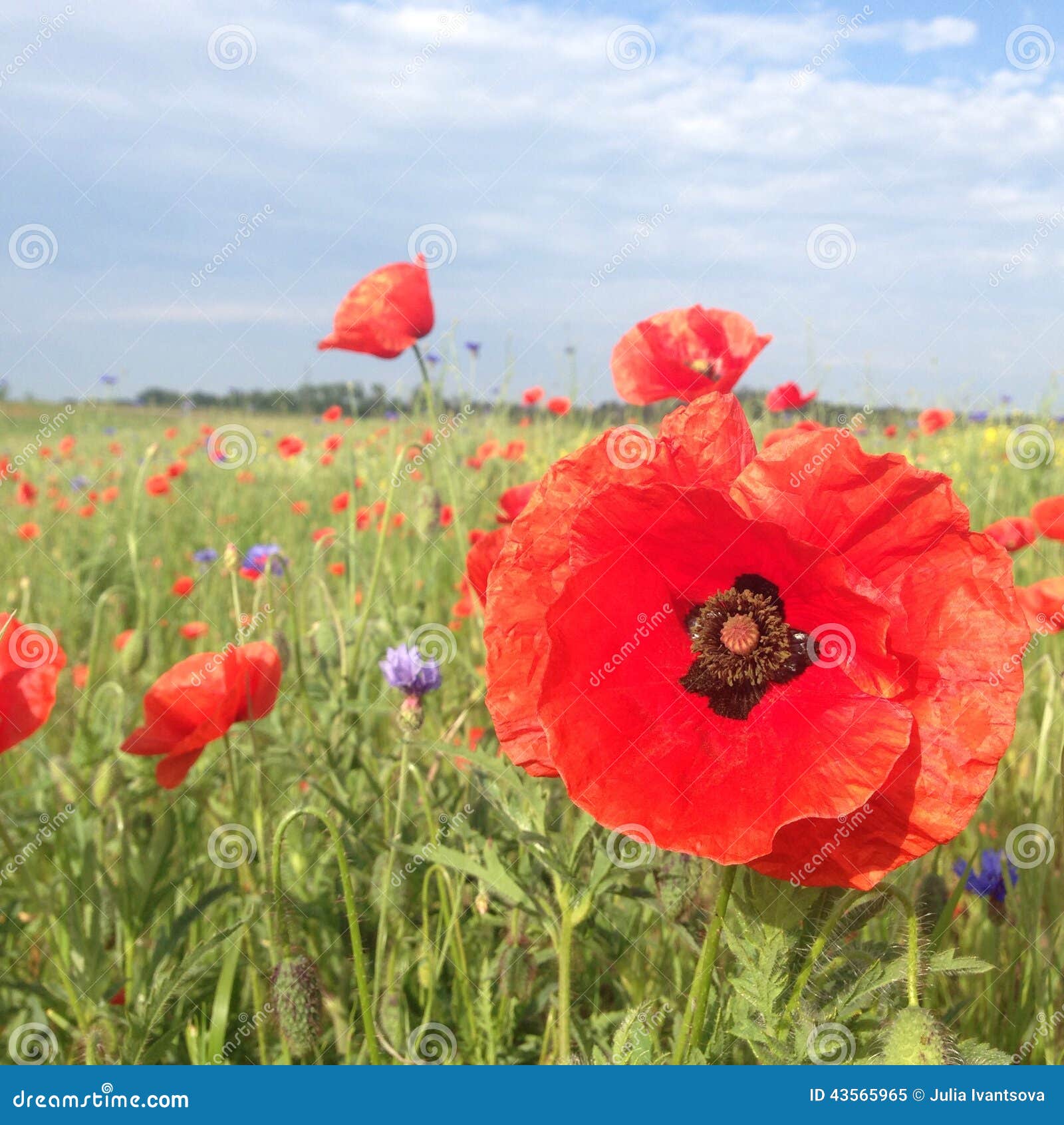 Red poppy field stock image. Image of grow, bloom, barley - 43565965