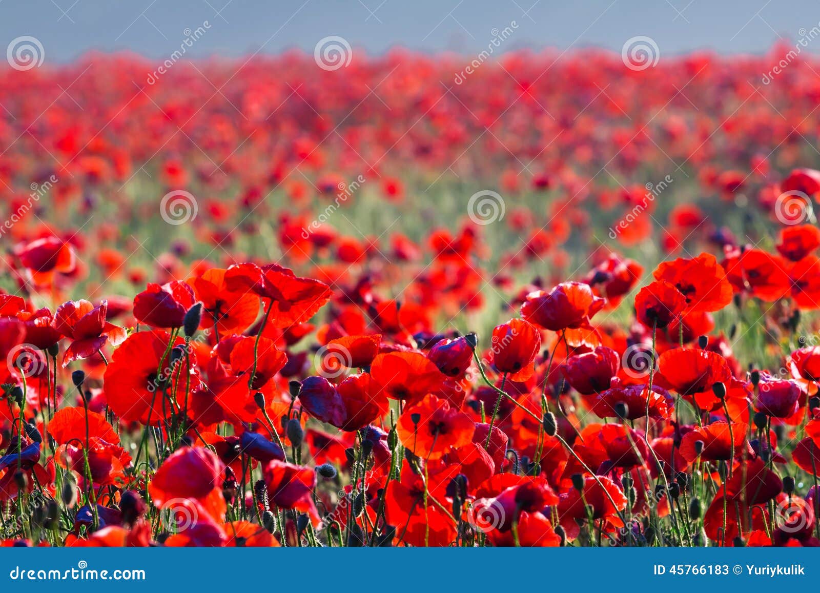 Red poppy field stock image. Image of scarlet, petal - 45766183