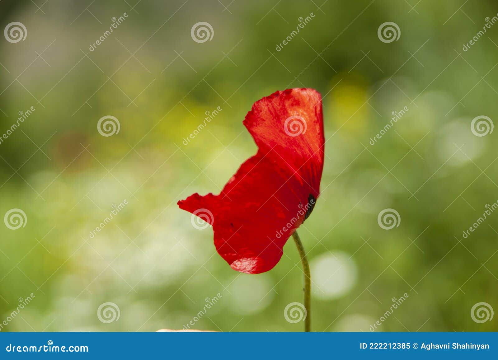 Red poppy in field stock image. Image of flora, green - 222212385