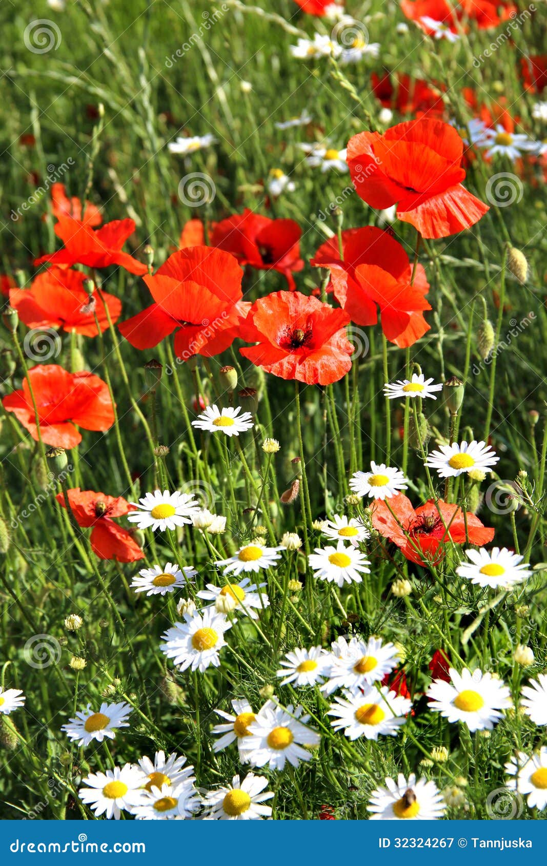 Red poppy field stock image. Image of field, meadow, nature - 32324267