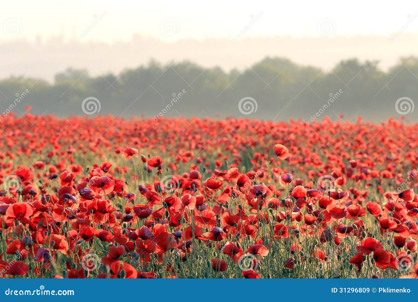 Red poppy on field stock image. Image of beautiful, leaf - 31296809