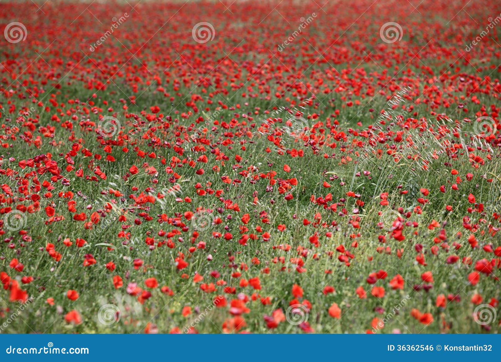 Red poppy field stock photo. Image of empty, paradise - 36362546