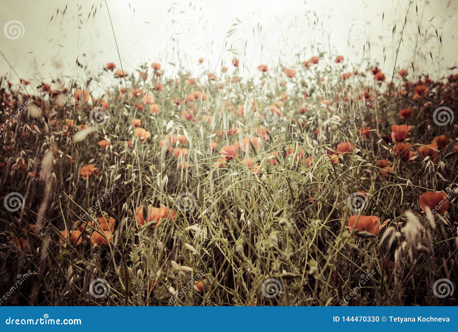 Red poppy field scene stock photo. Image of infinity - 144470330