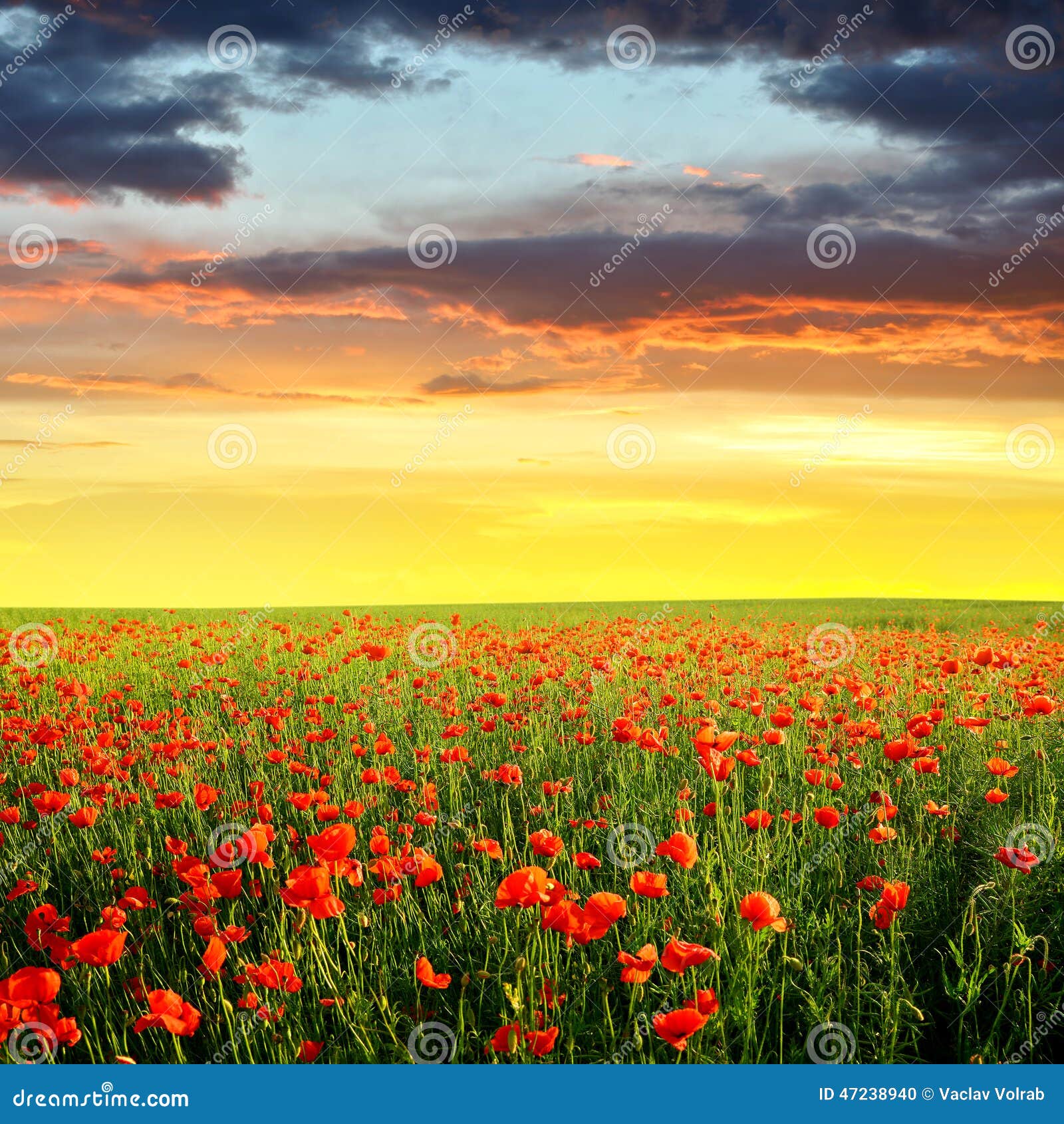 Red poppy field stock photo. Image of outdoor, field - 47238940