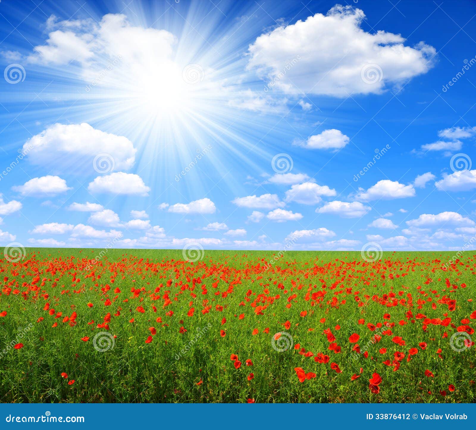Red poppy field stock photo. Image of countryside, crops - 33876412
