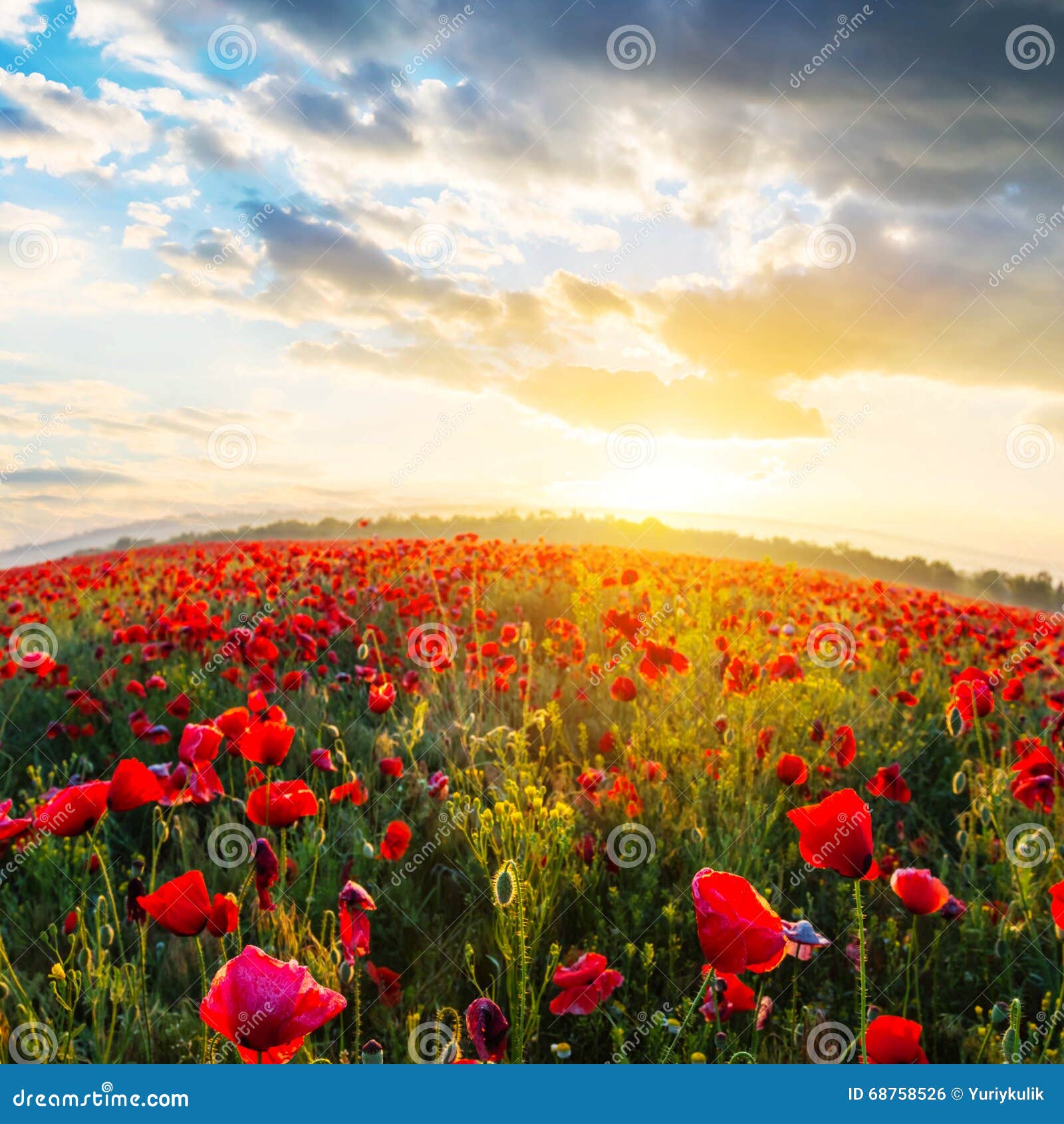 Red Poppy Field at the Sunset Stock Photo - Image of clouds, petal ...