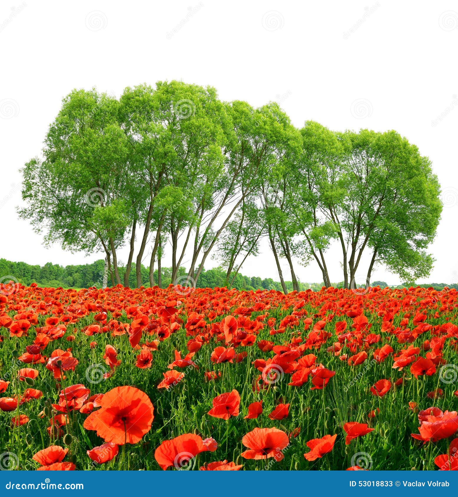 Red poppy field with trees stock image. Image of herbage - 53018833
