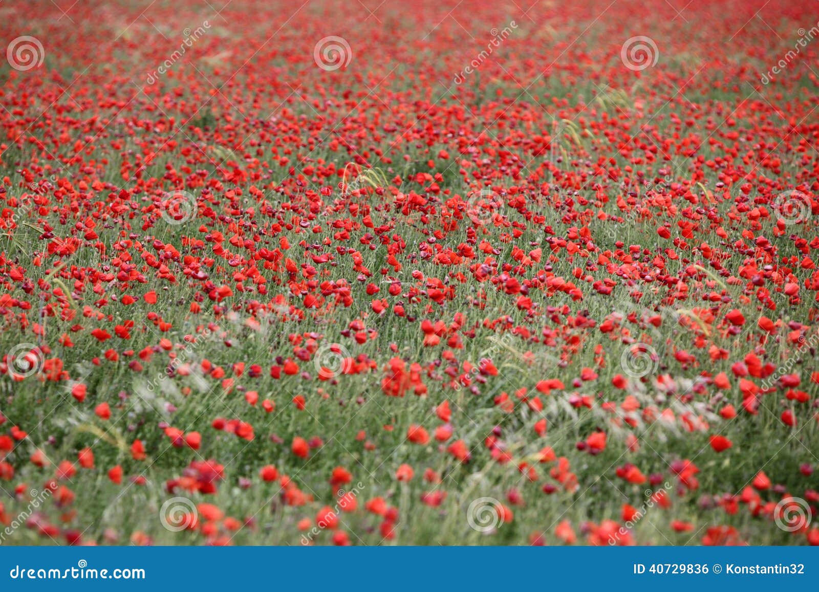 Red poppy field stock photo. Image of botany, spring - 40729836