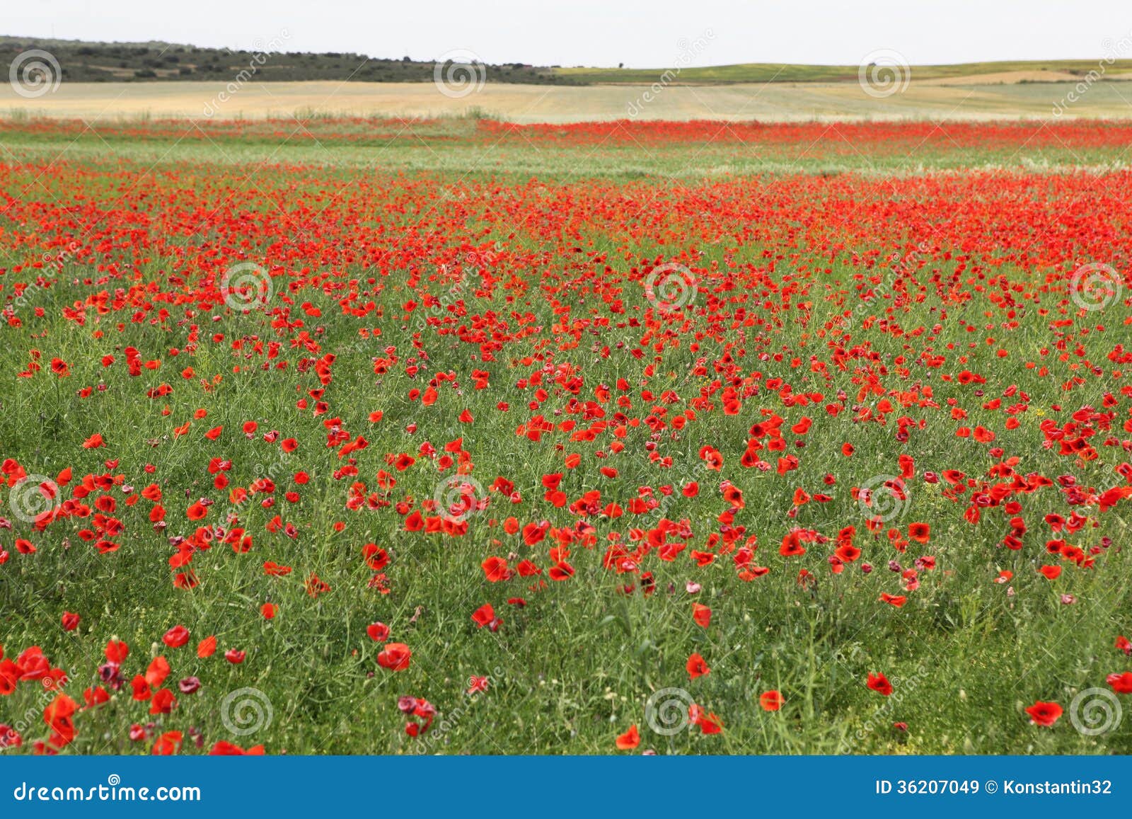 Red poppy field stock image. Image of paradise, agricultural - 36207049
