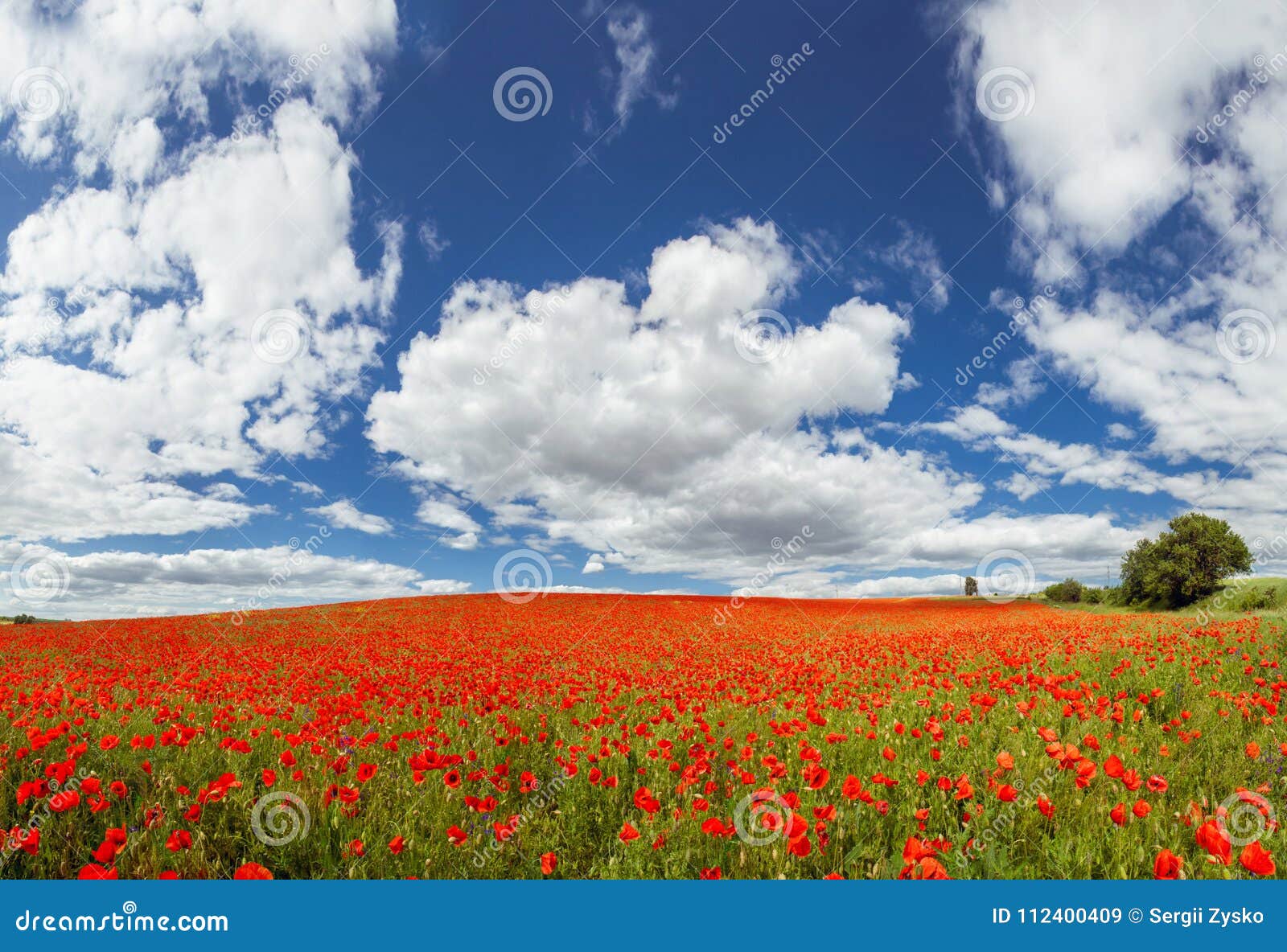 Red poppy in the fields stock image. Image of poppy - 112400409