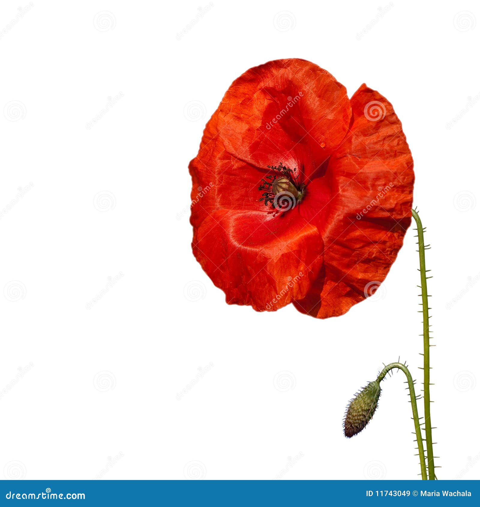 Red Poppy Flower stock image. Image of stamen, beauty - 11743049