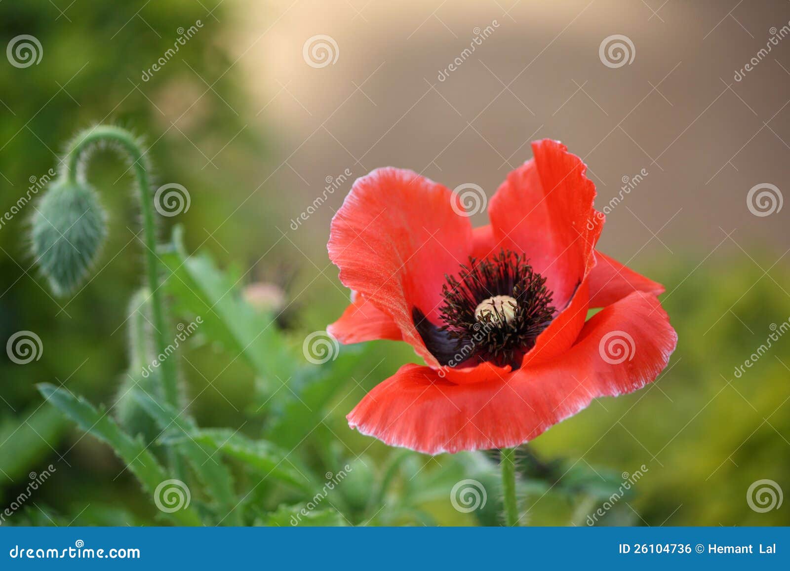 Red poppy Flower stock photo. Image of source, poppy - 26104736