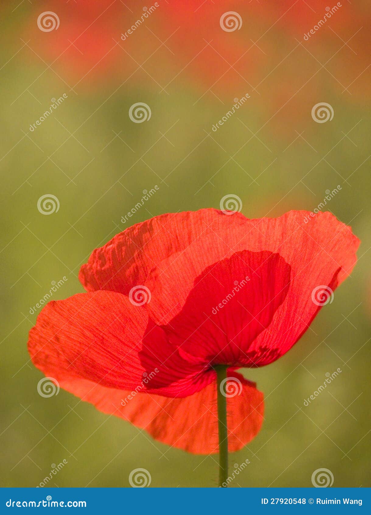 Red Poppy Flower stock photo. Image of outdoor, flora - 27920548