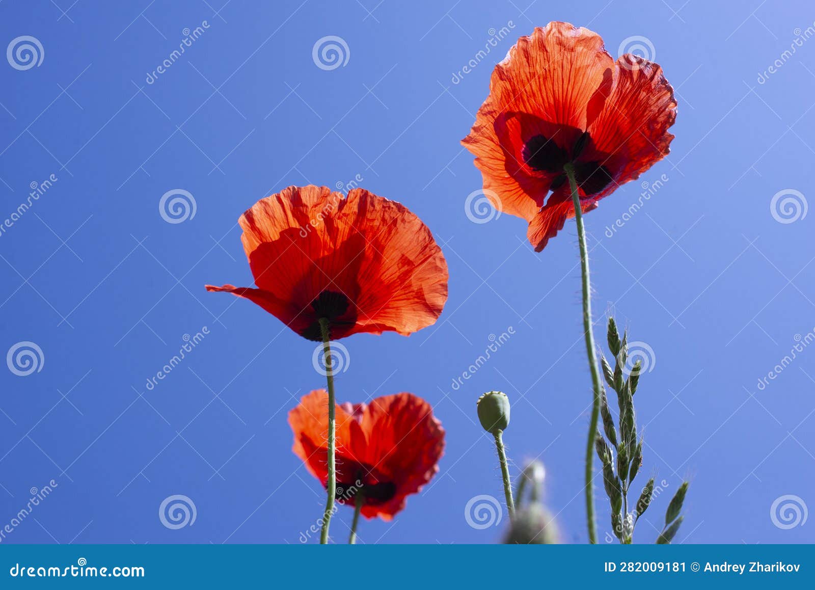 Red Poppy Flower. Against the Background of the Blue Stock Image ...