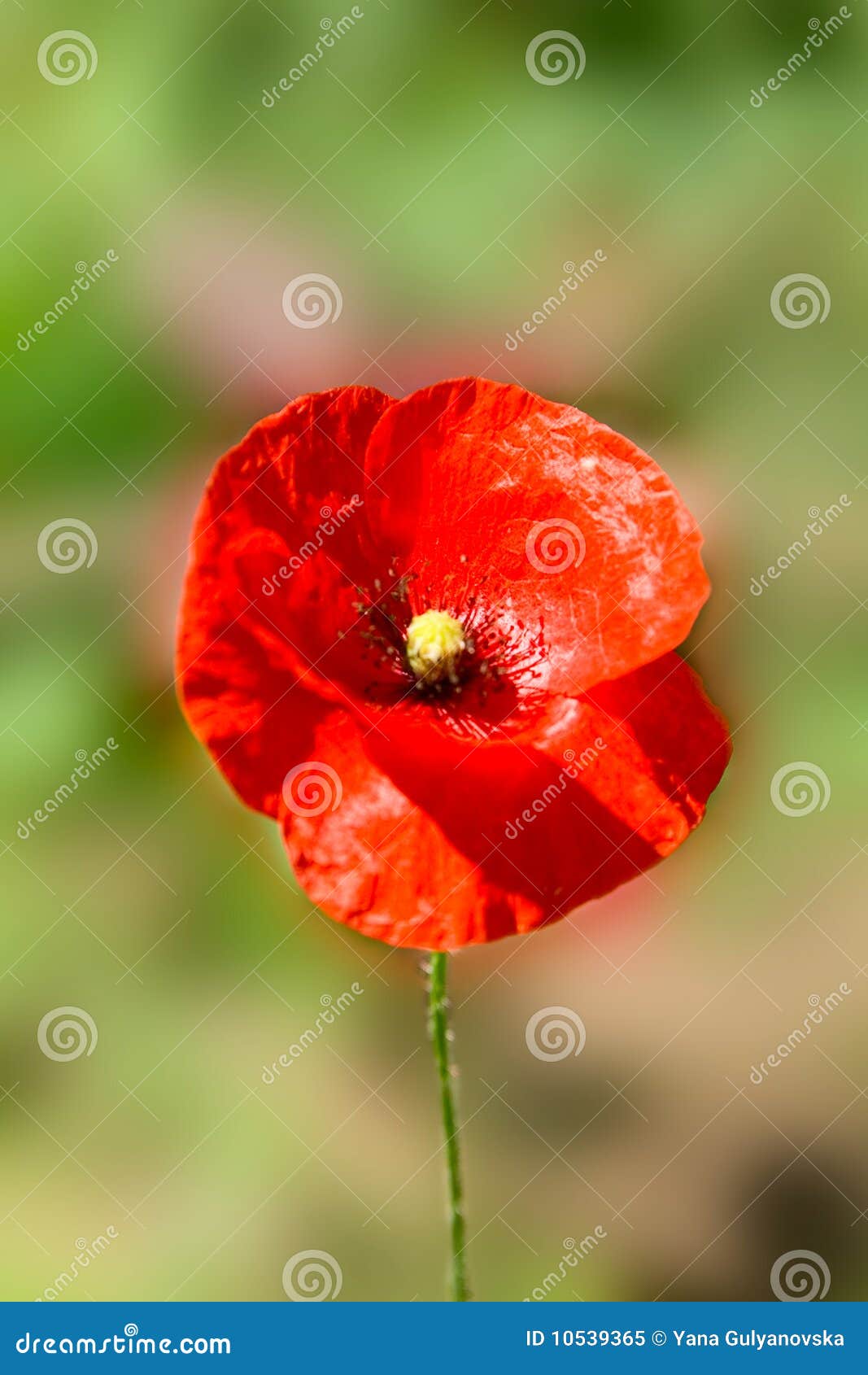 Red Poppy Flower Background Stock Image - Image of color, wallpaper ...