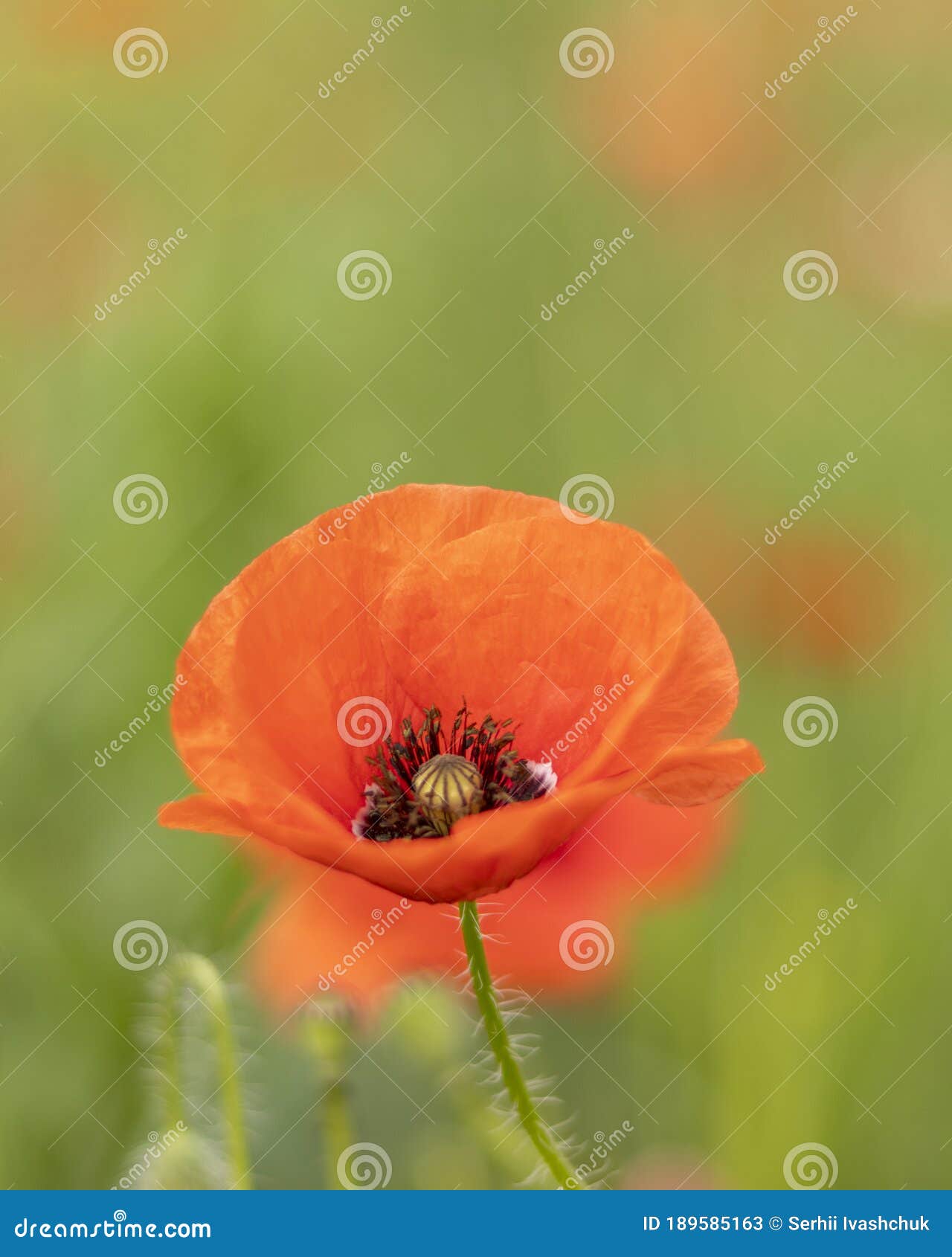 Red poppy flower close up. stock image. Image of beautiful - 189585163