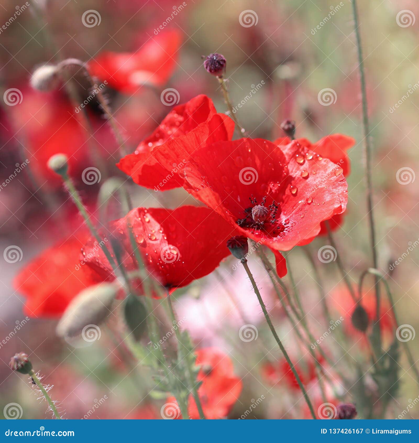 Red poppy stock image. Image of meadow, nature, plant - 137426167