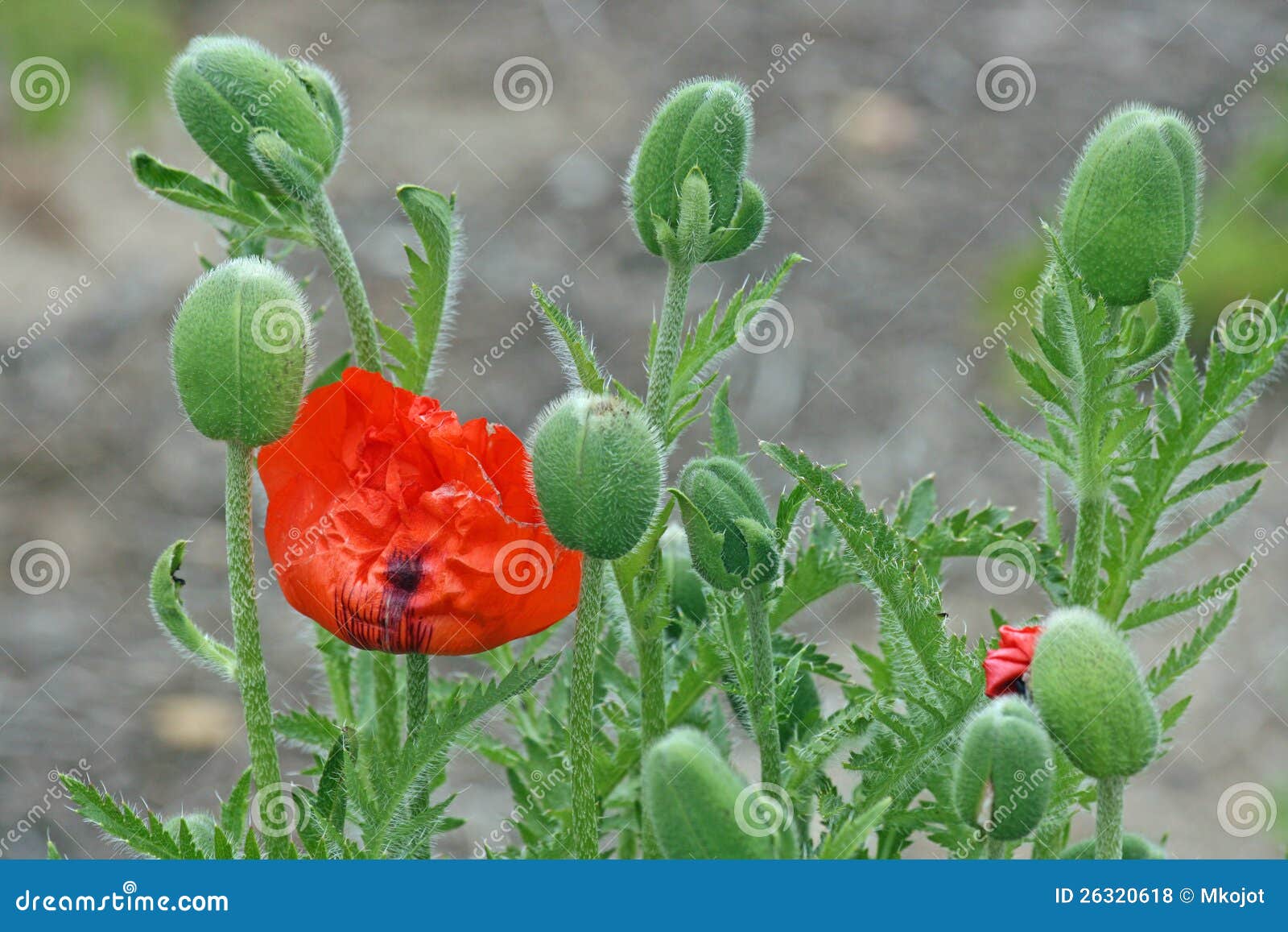Red Poppy Flower and Green Buds Stock Photo - Image of floral, buds ...