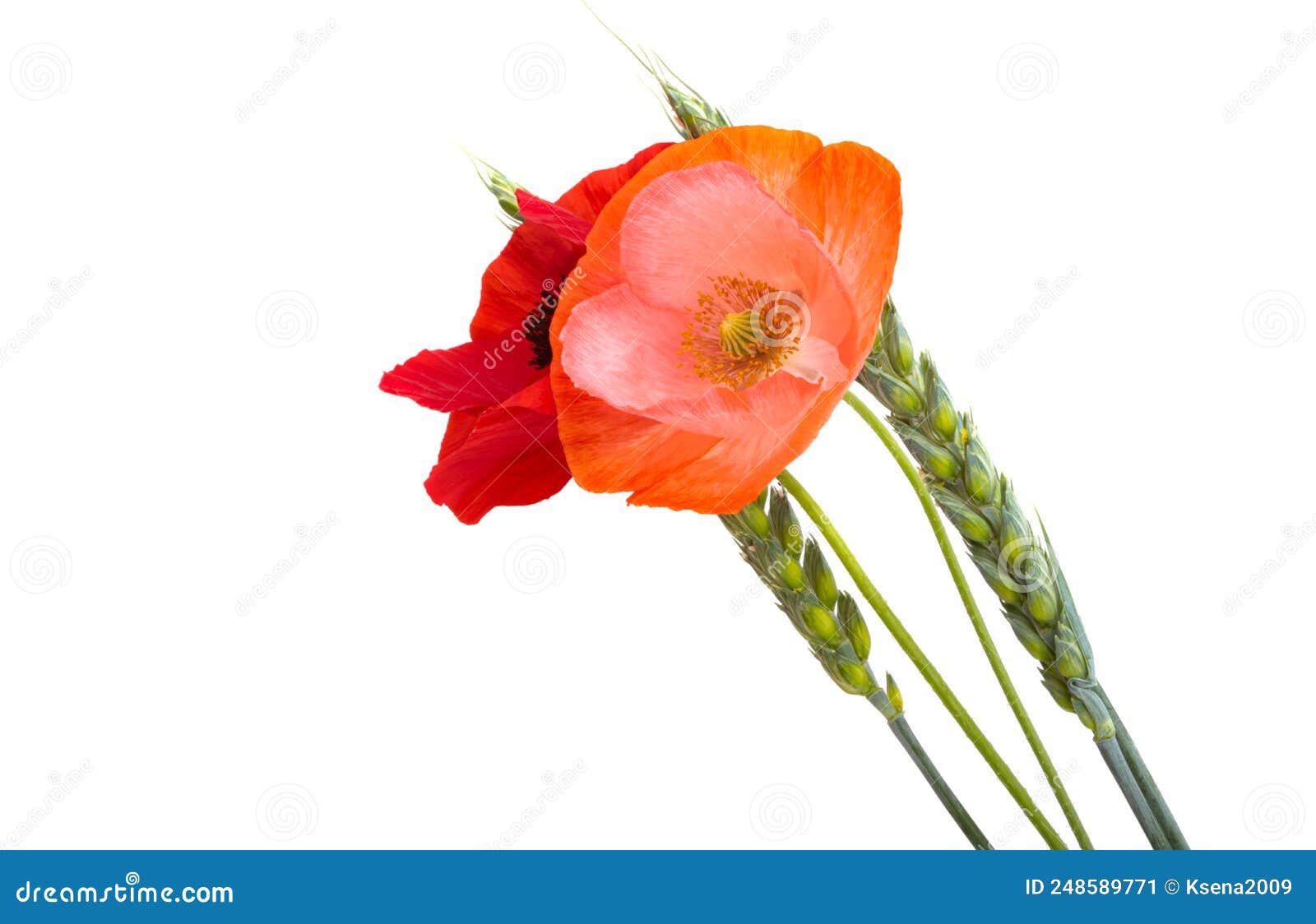 Red poppy flower isolated stock image. Image of isolated - 248589771