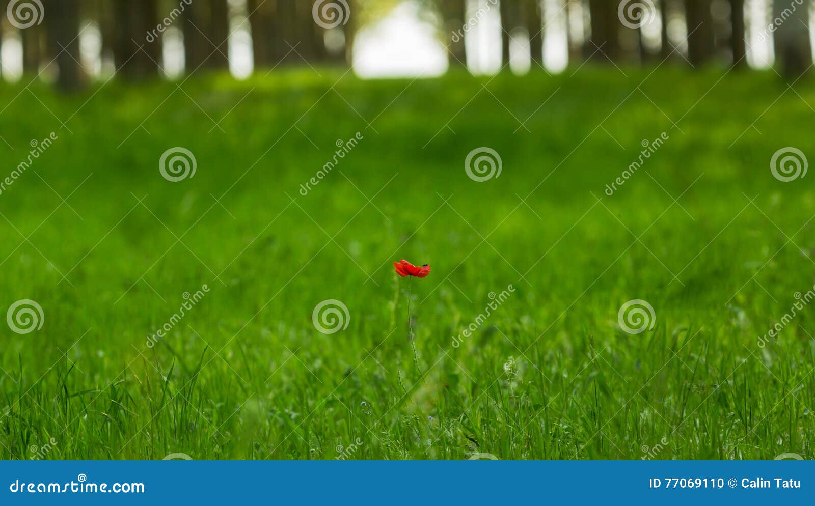 Red Poppy Flower in a Poplar Tree Forest Stock Photo - Image of hiking ...