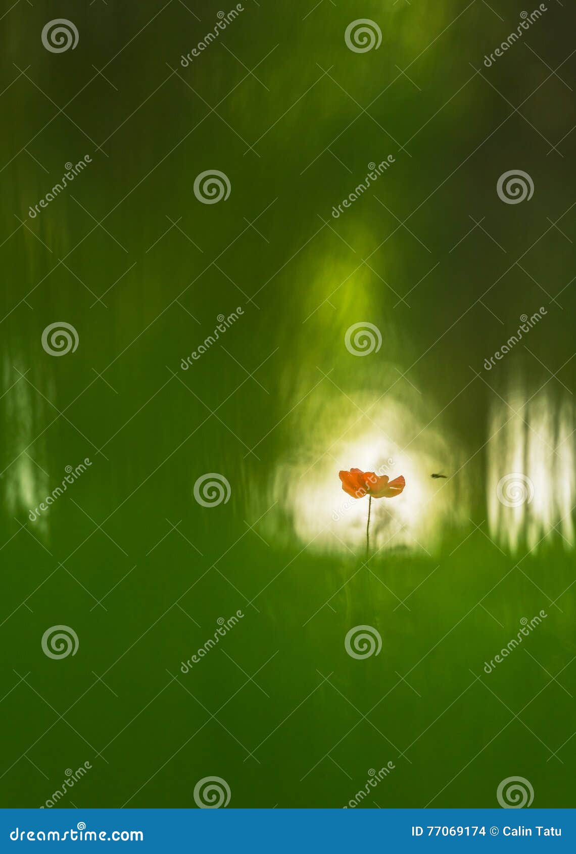 Red Poppy Flower in a Poplar Tree Forest Stock Photo - Image of natural ...
