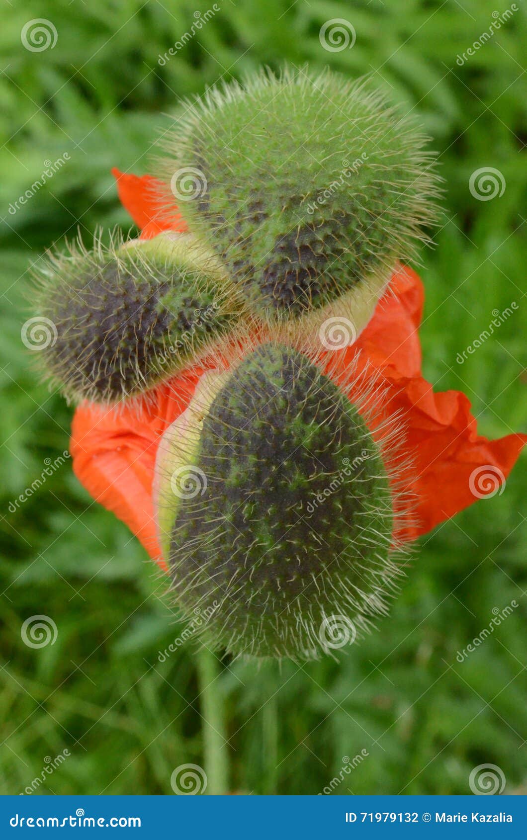 Red Poppy Flower with 3 Spiky Outer Bud Pieces Stock Photo - Image of ...