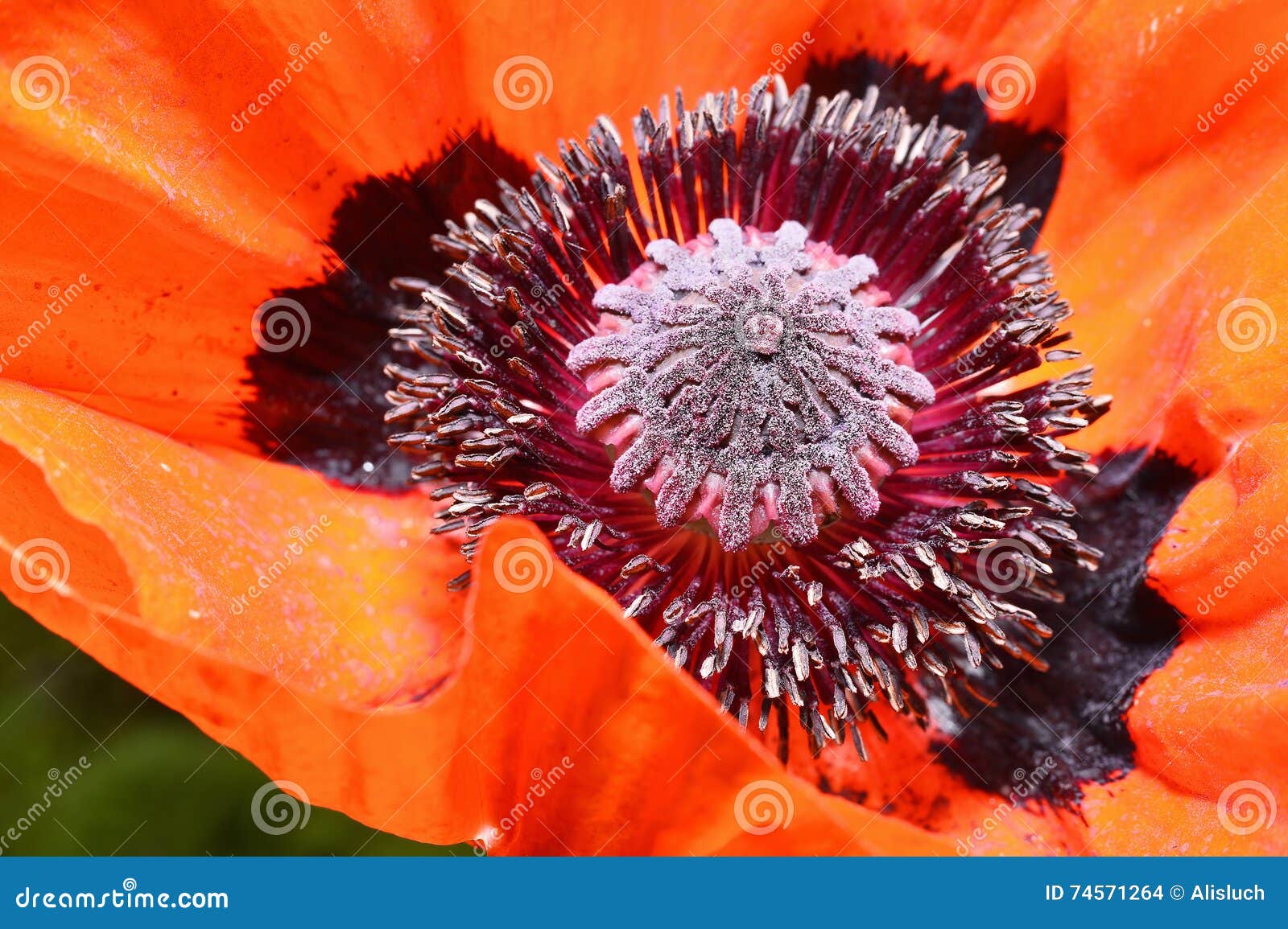 Red Poppy Flower, Stamens and Pistils, Macro Stock Photo - Image of ...