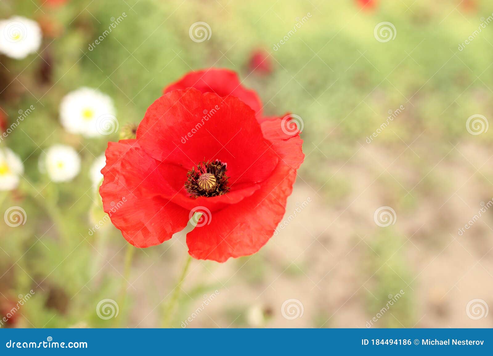 Red Poppy Flower-a Symbol of War Memory Stock Photo - Image of flora ...