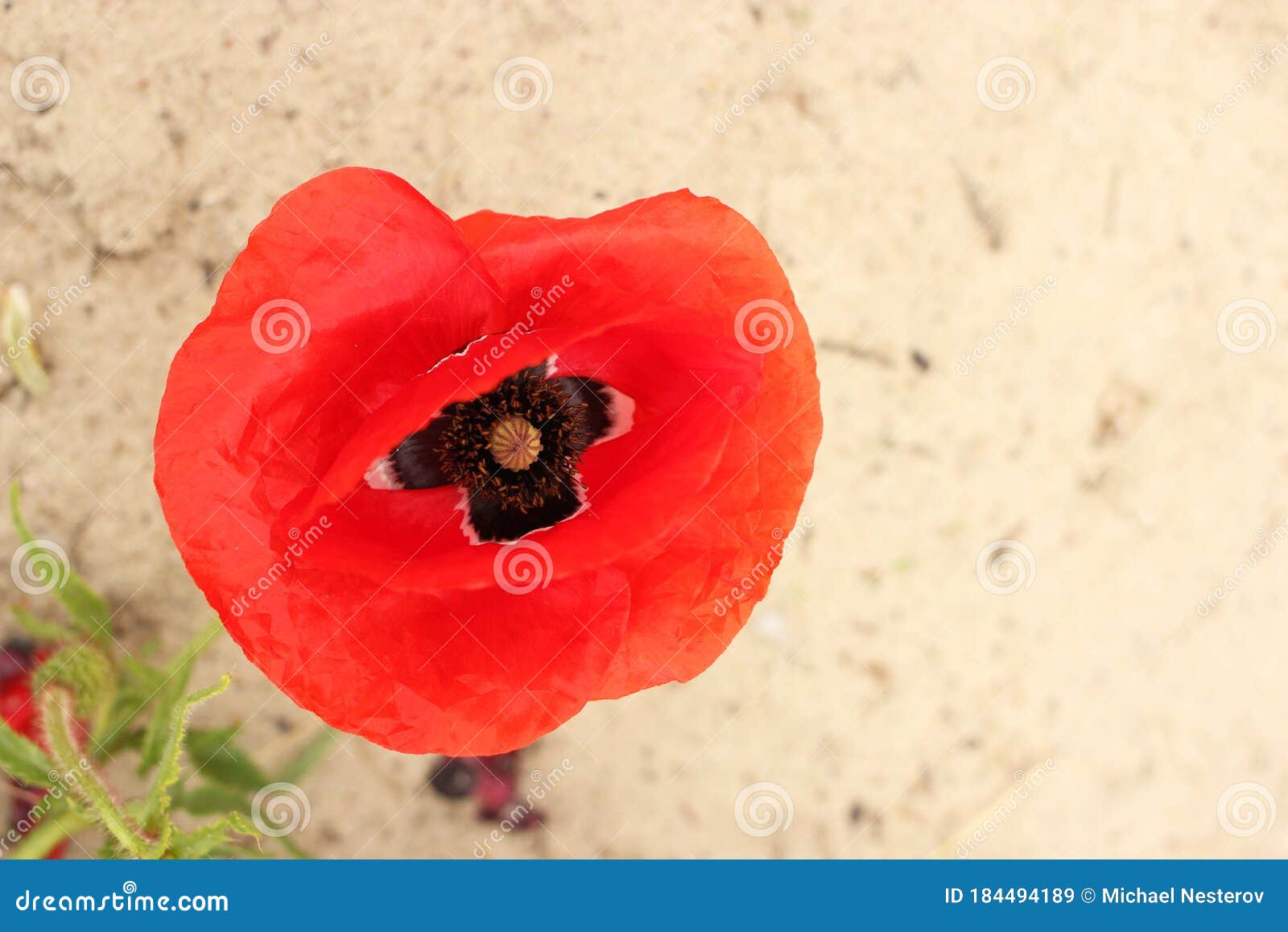 Red Poppy Flower-a Symbol of War Memory Stock Image - Image of season ...