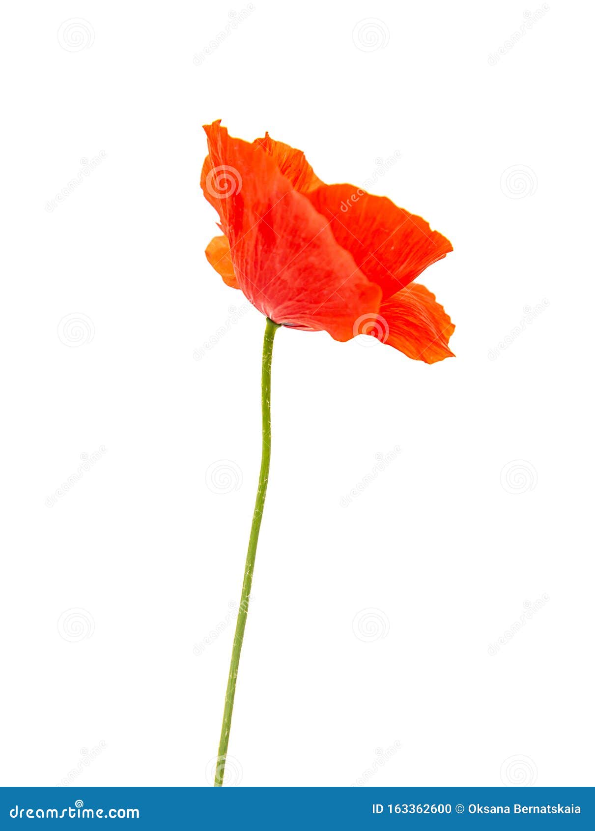 Red Poppy Flower on White Background Stock Photo - Image of beauty ...
