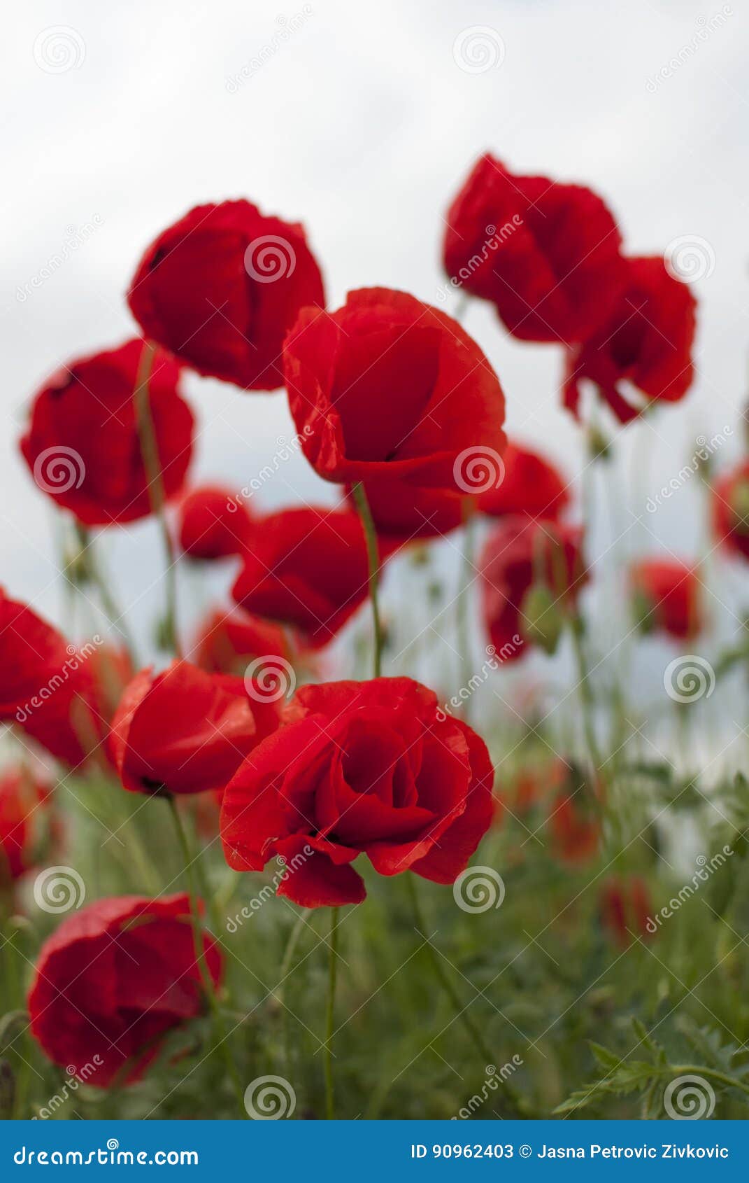 Red poppy flower stock image. Image of remembrance, uncultivated - 90962403