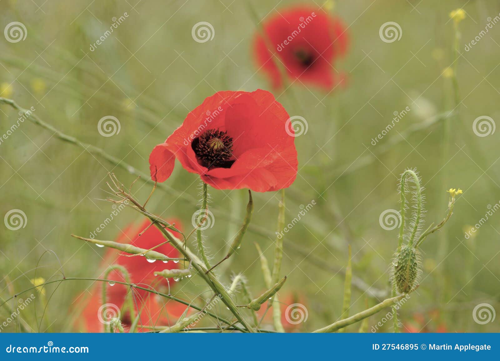 Red poppy flowers in bloom stock image. Image of blooming - 27546895