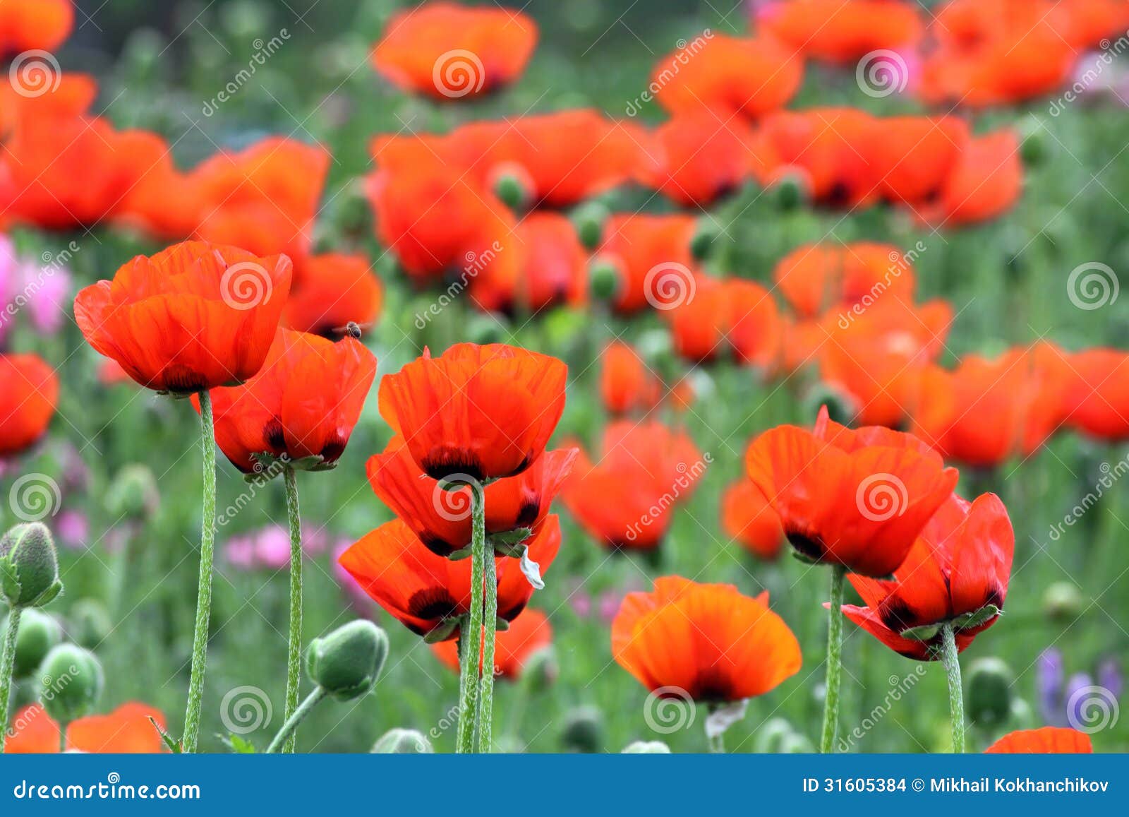 Red poppy flowers in field stock photo. Image of plant - 31605384