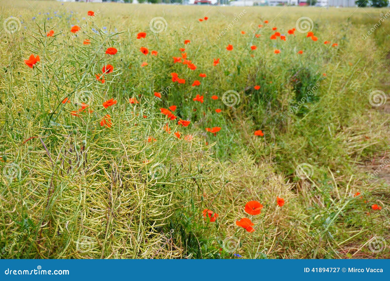 Red poppy flowers stock image. Image of steppe, grass - 41894727