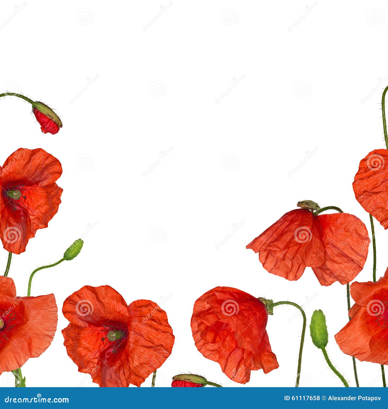 Red Poppy Flowers Half Frame Isolated on White Stock Photo - Image of ...