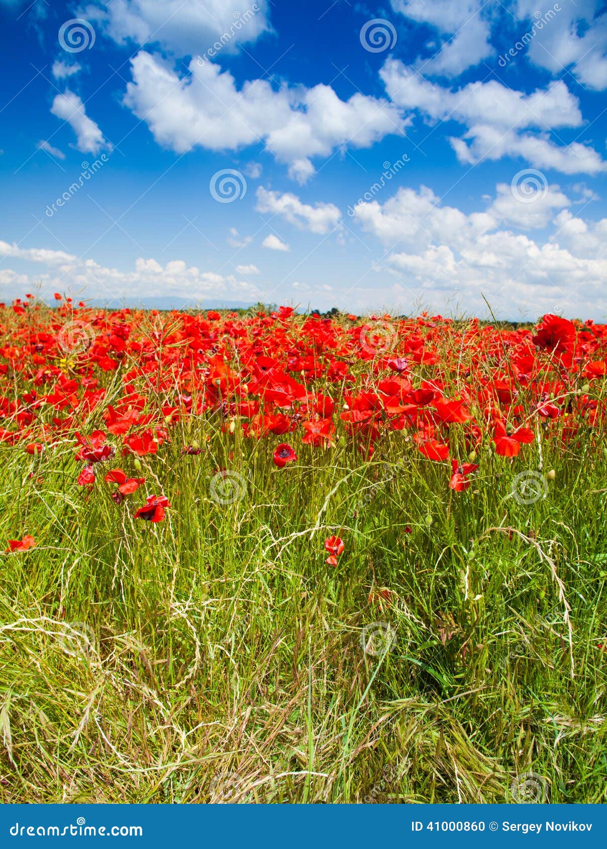 Red Poppy Flowers Under Spring Sky Stock Photo - Image of beauty ...