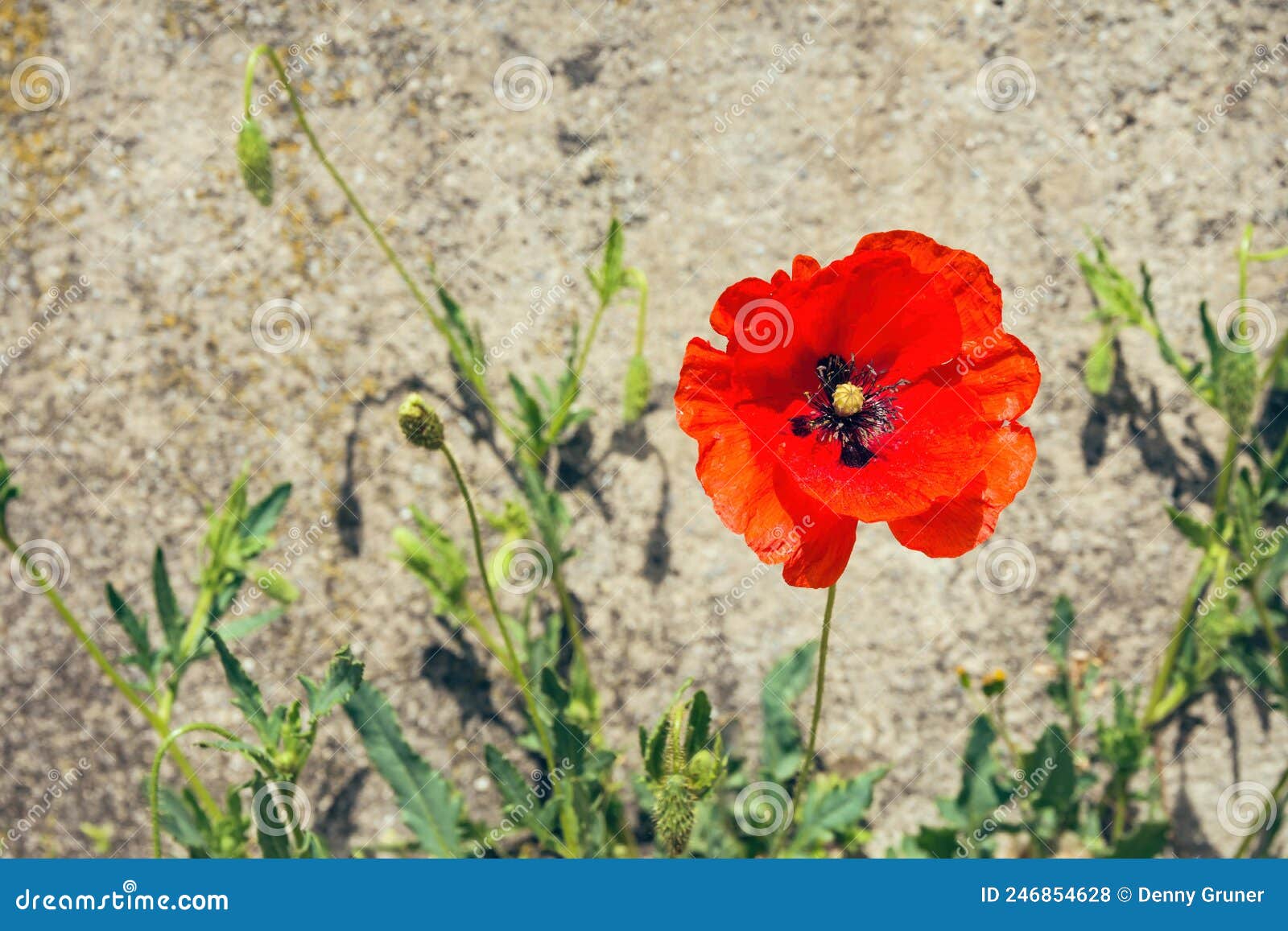 Red Poppy in Front of a Grey Stone Wall Stock Photo - Image of color ...