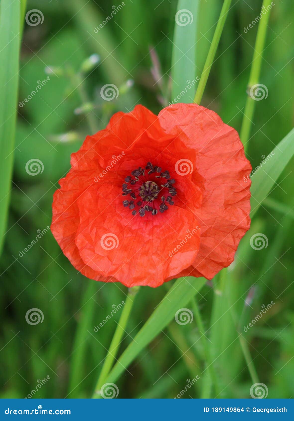 Red Poppy in Full Bloom in a Wild Flower Area Stock Photo - Image of ...