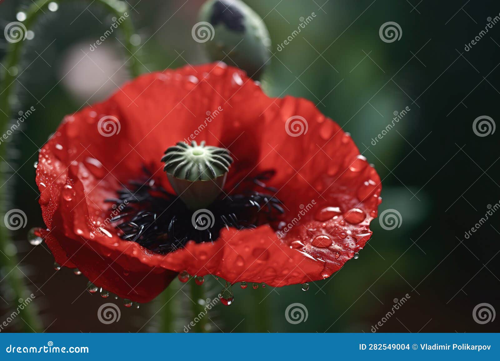 Red poppy. generated by Ai stock illustration. Illustration of warm ...