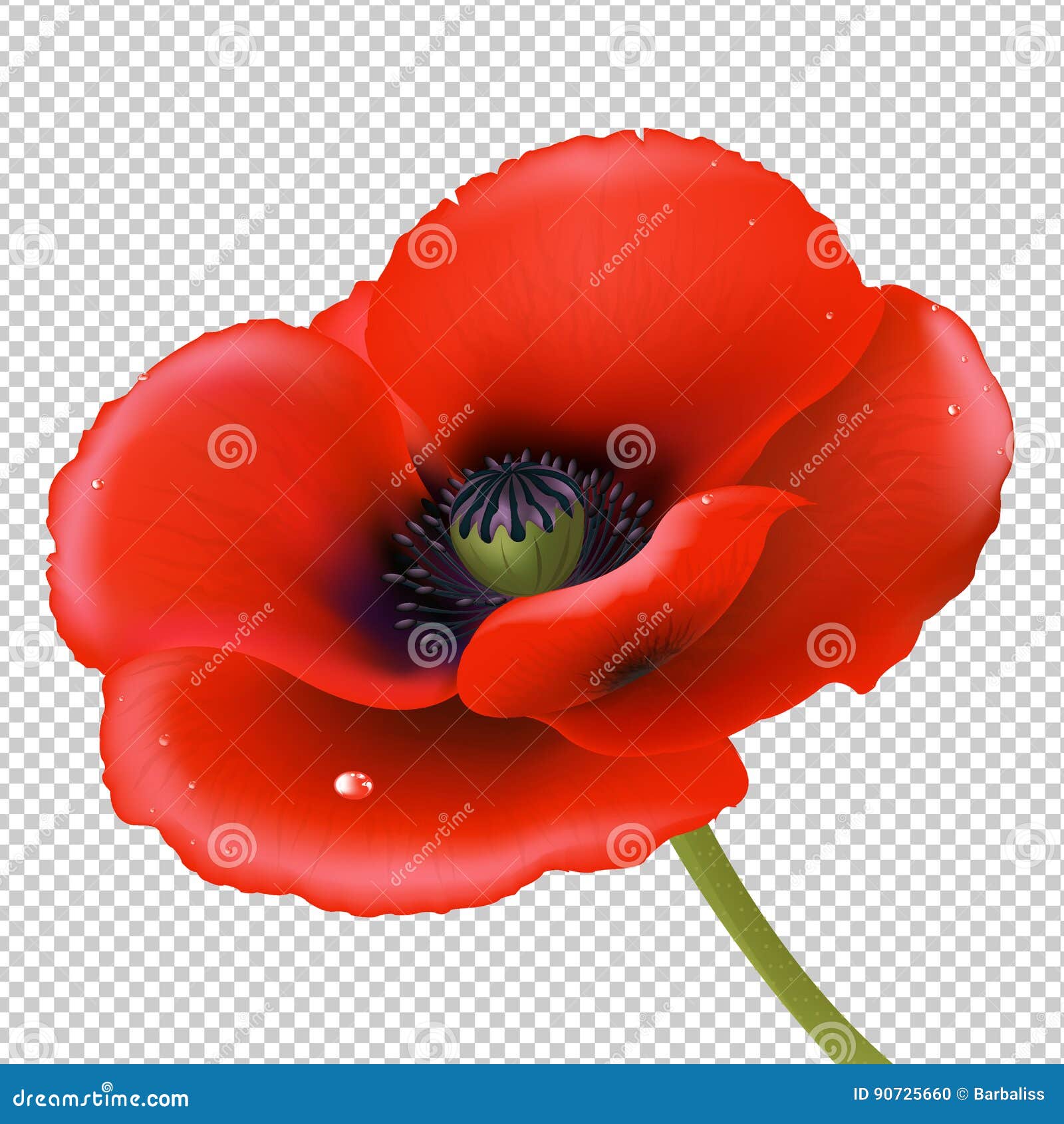 Red Poppy stock vector. Illustration of bloom, color - 90725660