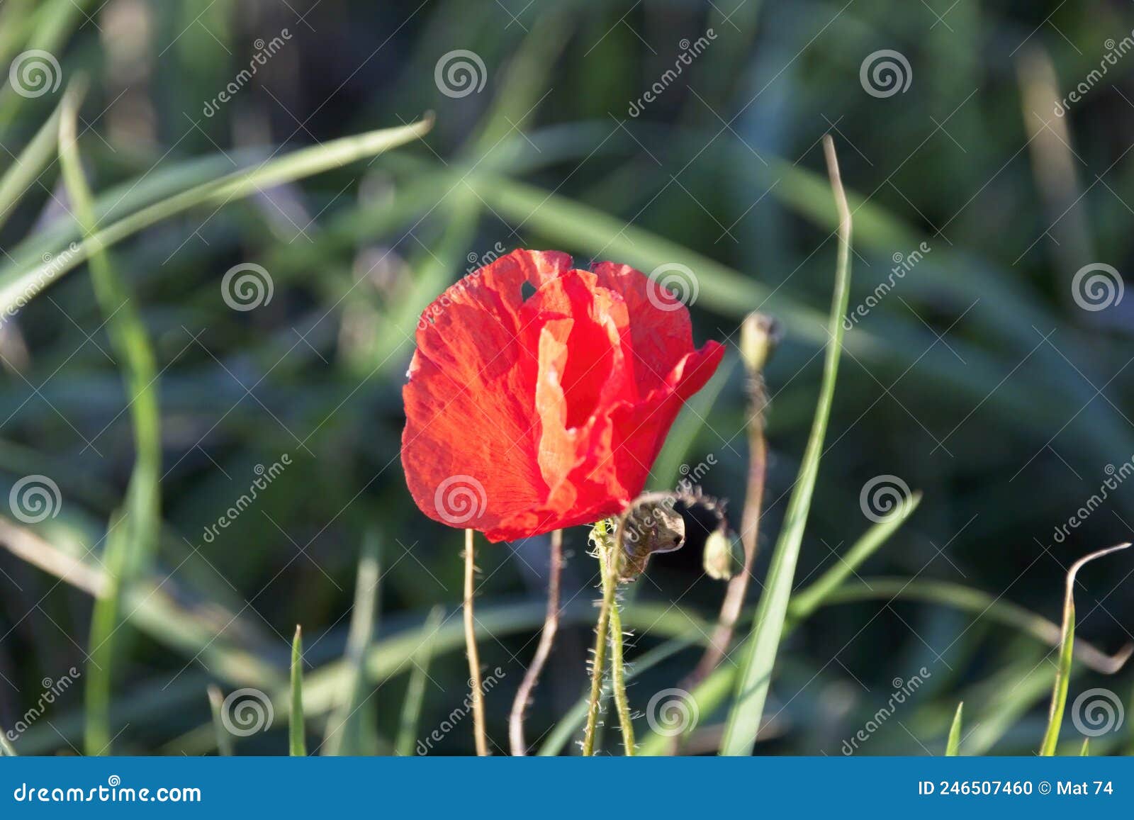 Red poppy in the grass stock photo. Image of closeup - 246507460