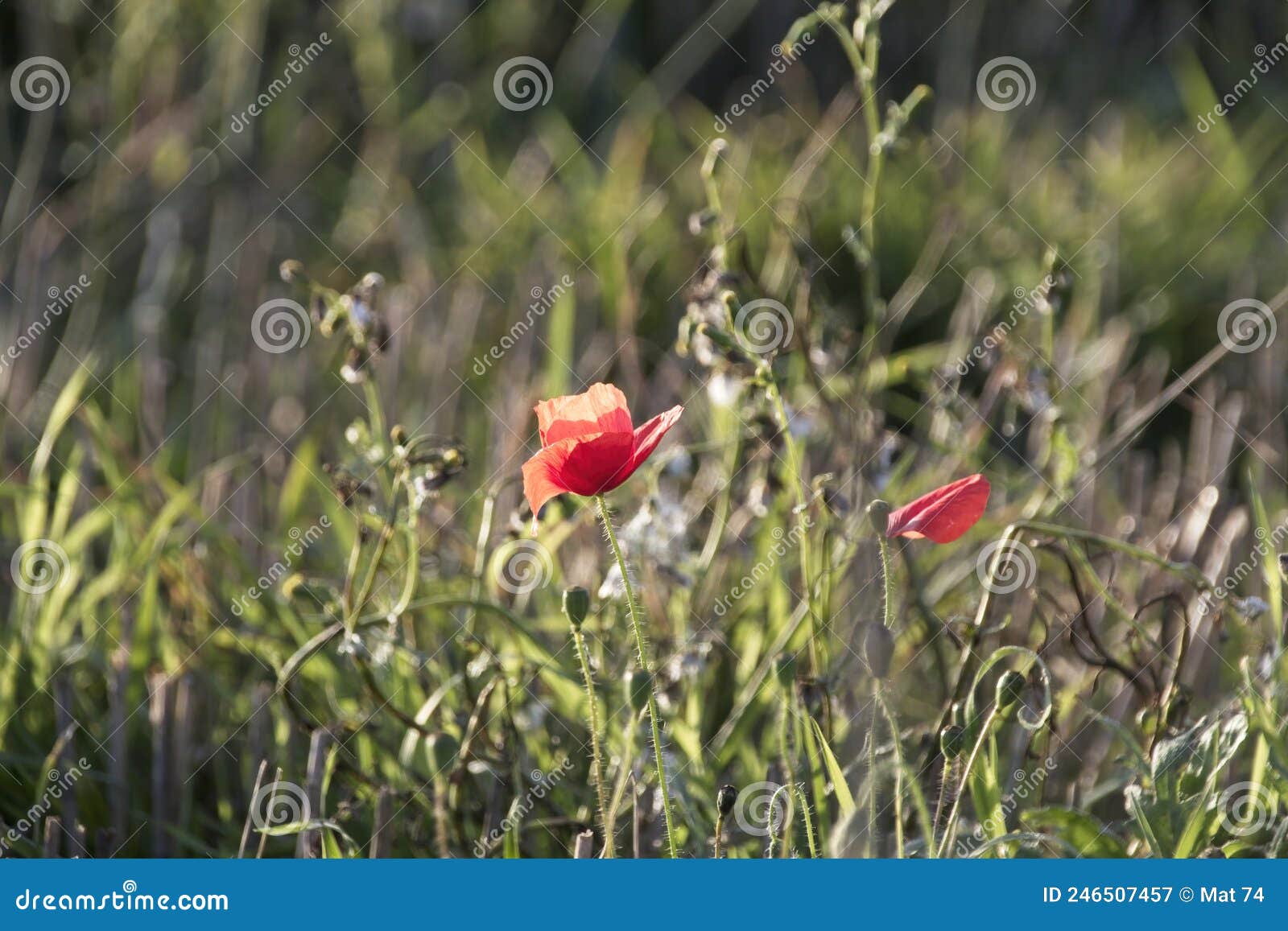 Red poppy in the grass stock image. Image of green, blossom - 246507457