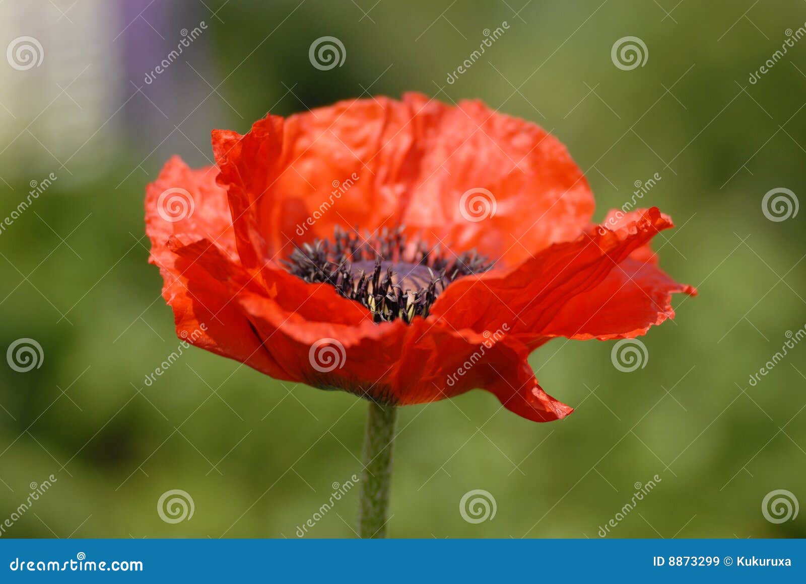 Red Poppy On A Green Background. Stock Photo | CartoonDealer.com #222241842