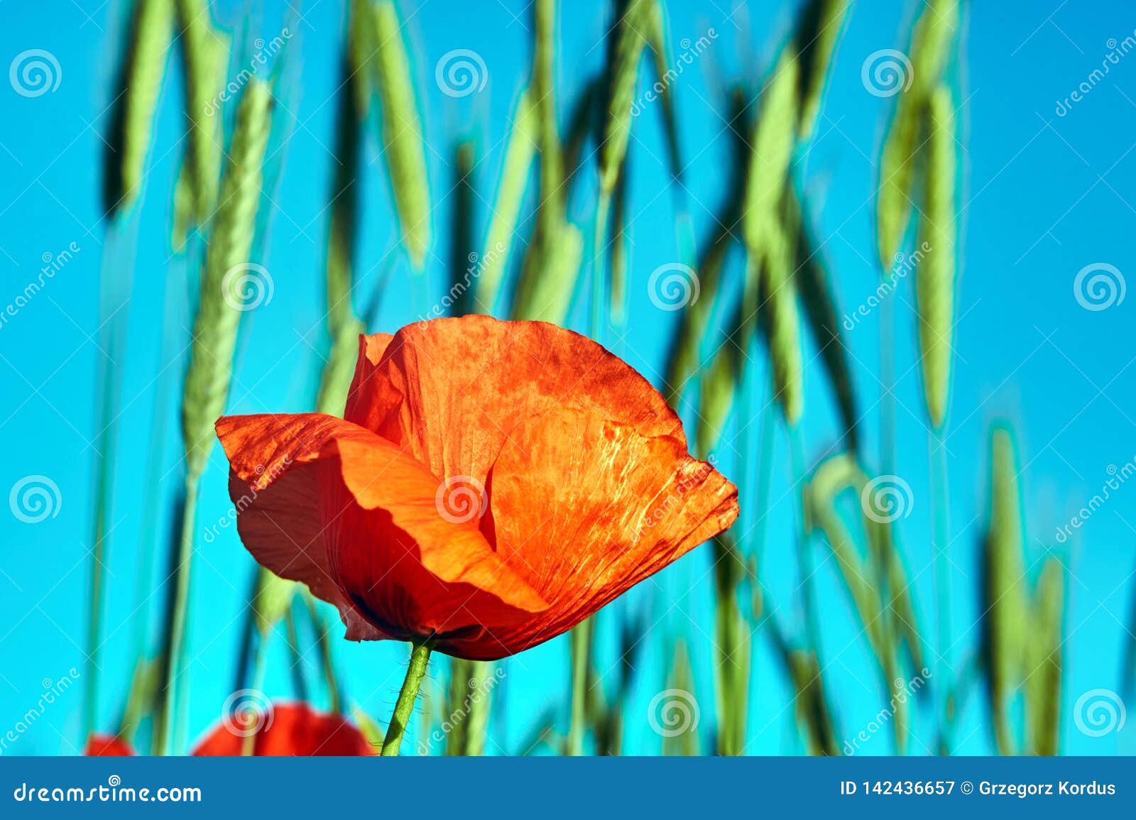 Red poppy growing in crops stock image. Image of summer - 142436657