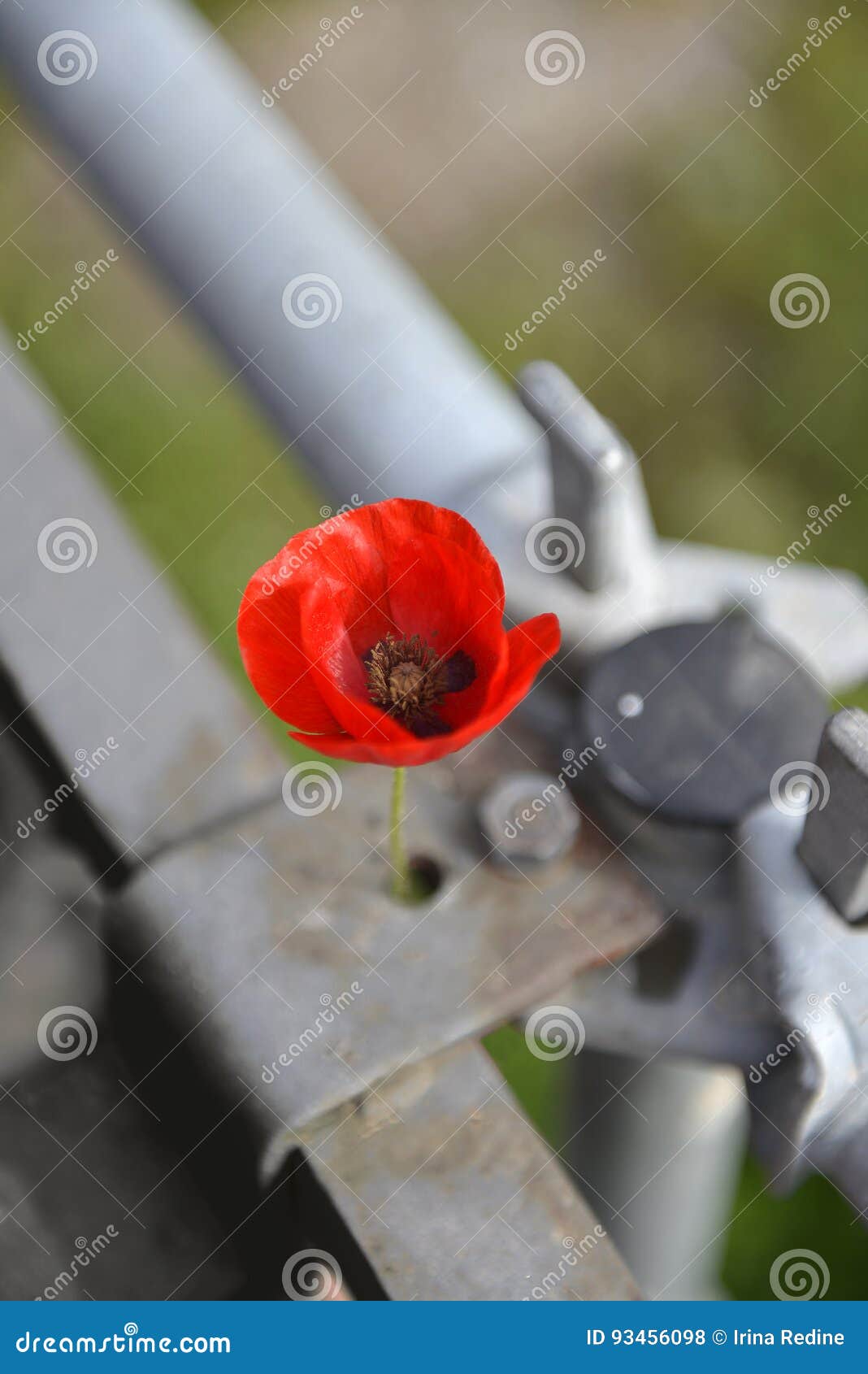 Red Poppy Grows through Metal Stock Photo - Image of flowers, bloody ...